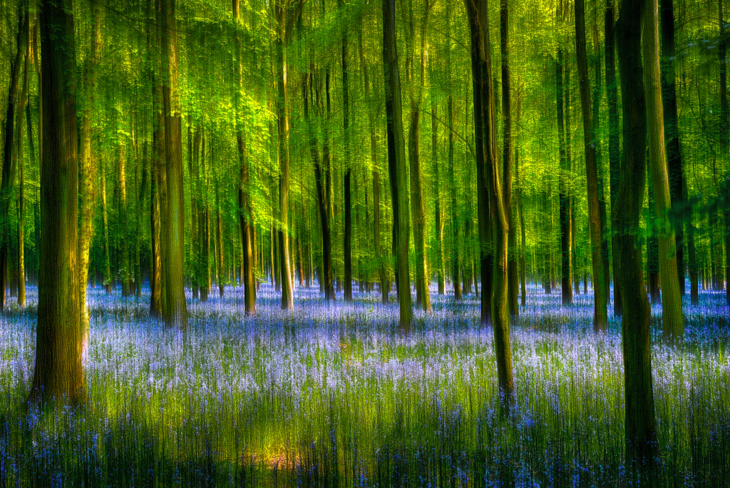 Blue Bell Forest by Stephen Hall / 500px