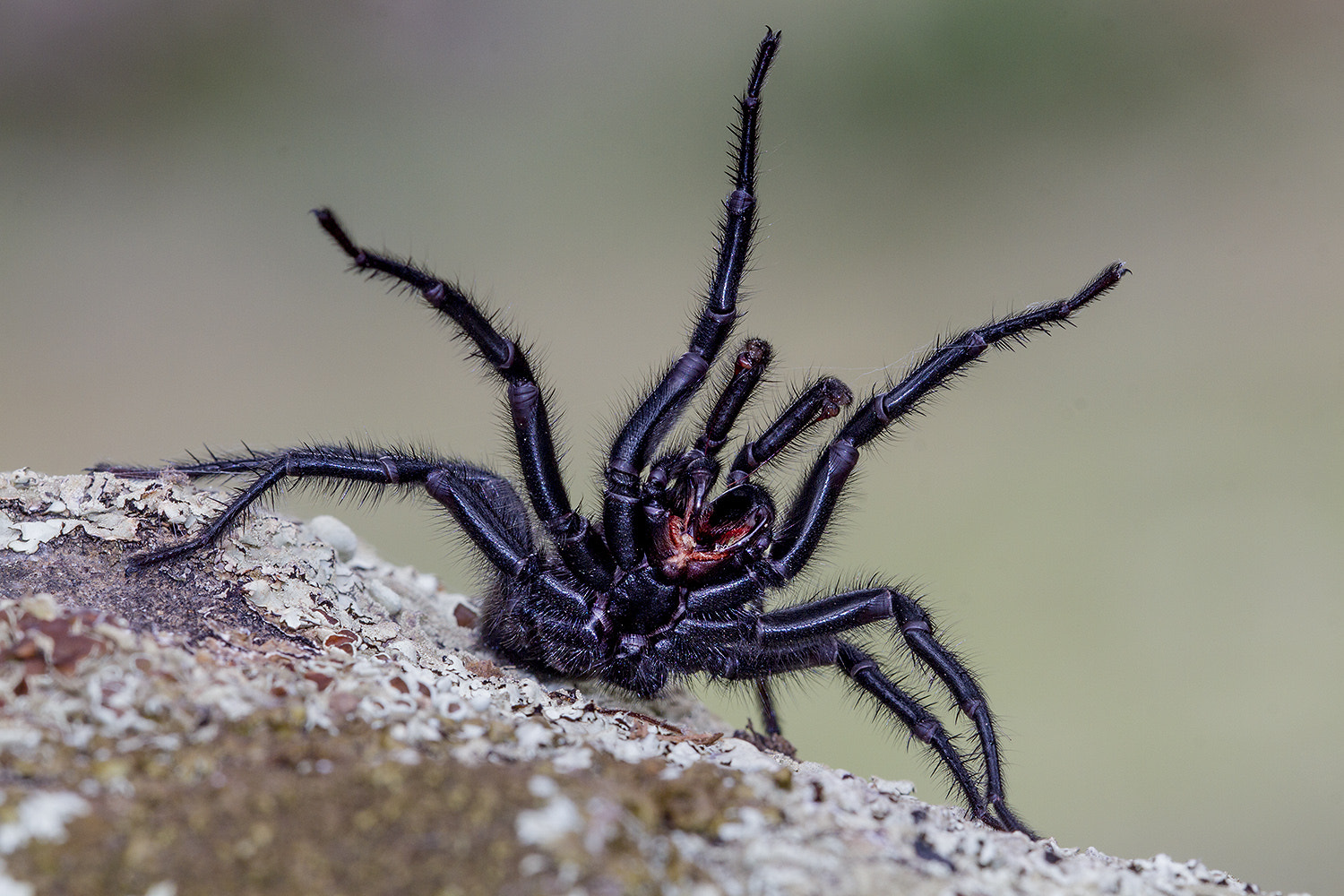 Spanish Funnel-web spider, Macrothele calpeiana by Geoff Scott-Simpson ...