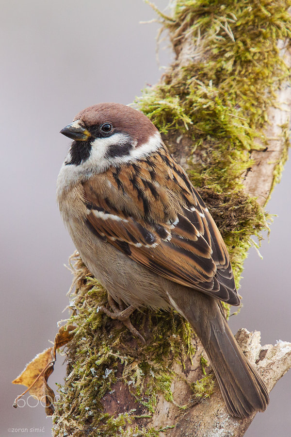 Passer montanus (Tree Sparrow) by zoran simic / 500px