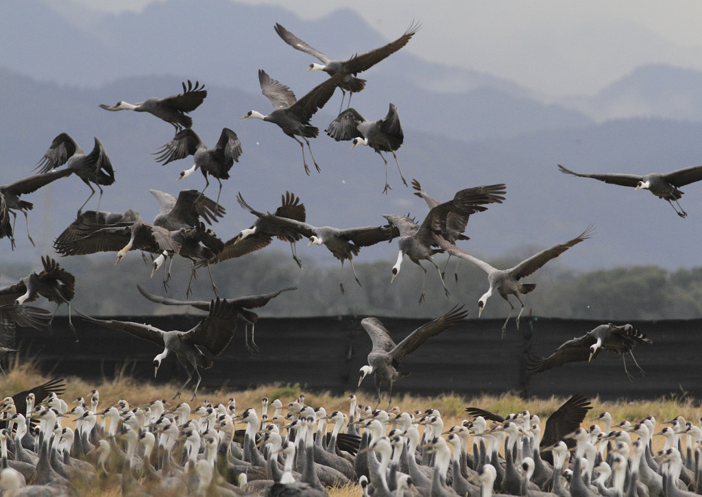 Wintering of crane by Masanobu Kozasa / 500px