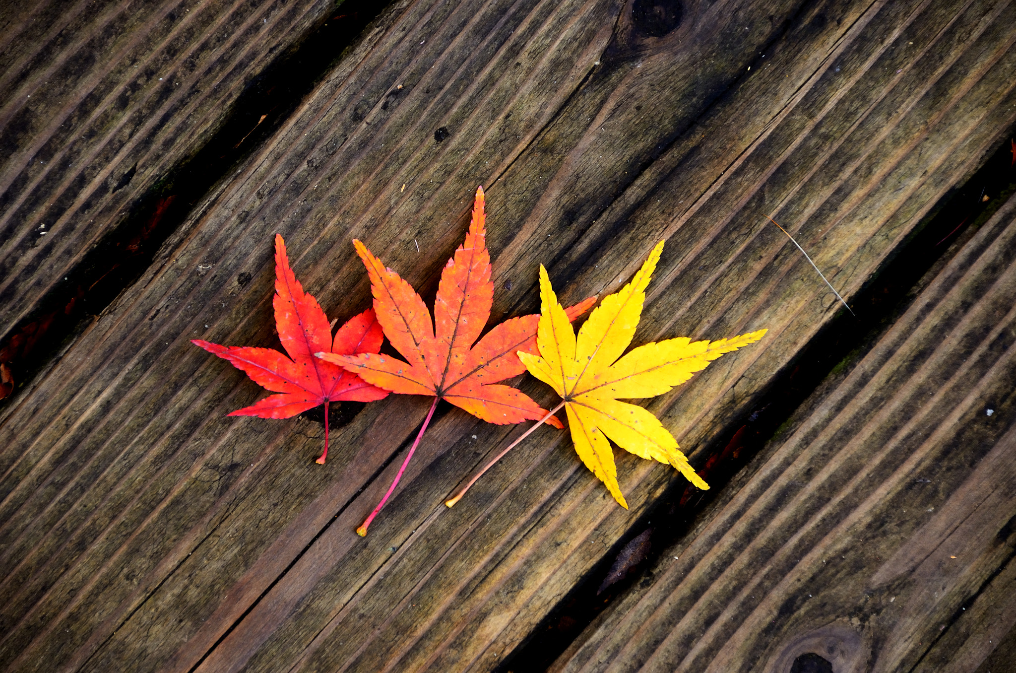 At promenade by akymsg | 500px