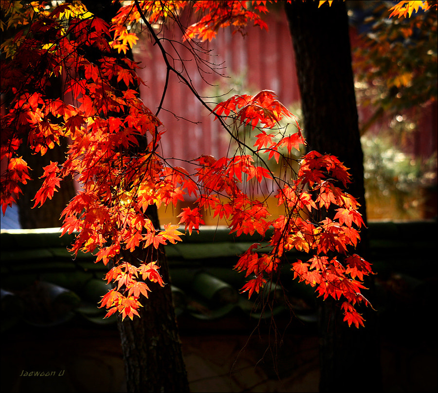 Autumn color by Jaewoon U / 500px