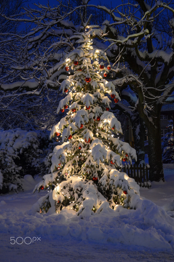 Winter christmas tree by Sarah MacKenzie / 500px
