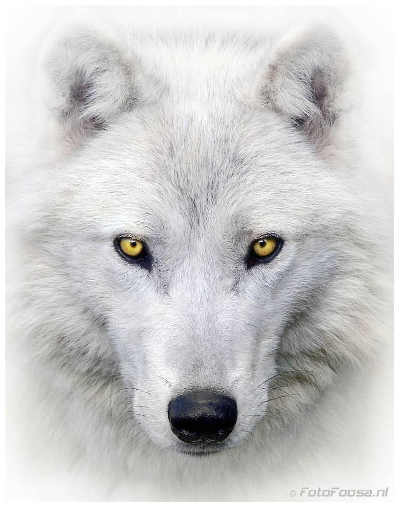 White Wolf by Marcel Bressers / 500px