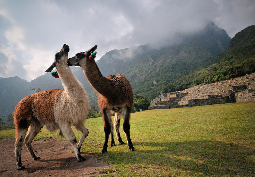 Llamas Fighting, Machu Picchu by Matt Wade / 500px