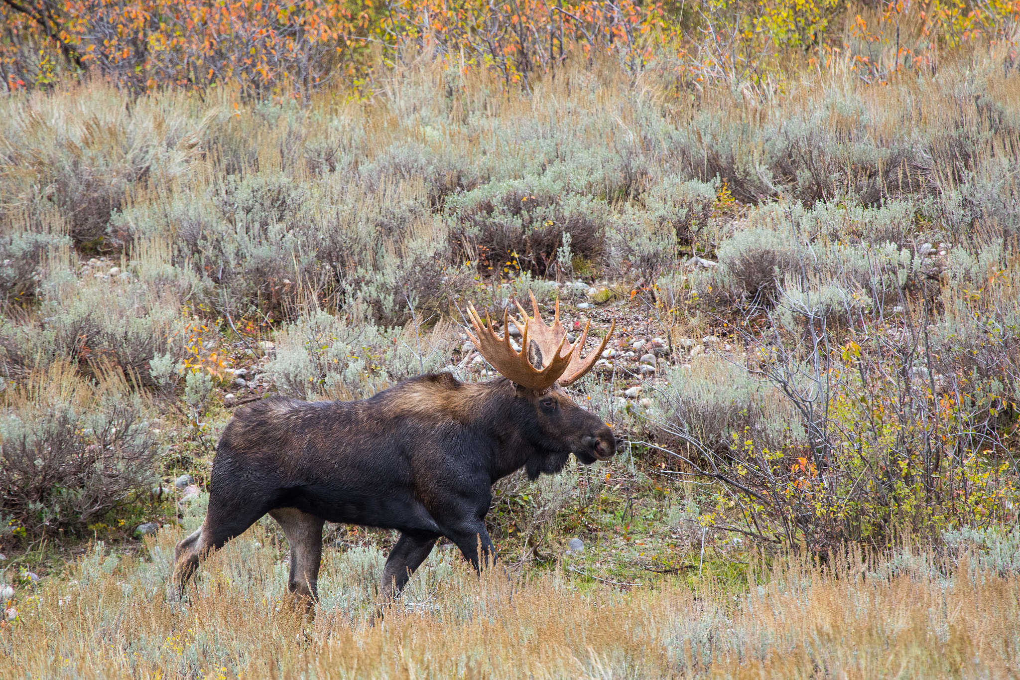 Moose Patrol by Jason Nash / 500px
