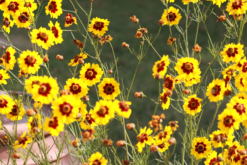 Bloom !! by Deepak Ohlyan / 500px