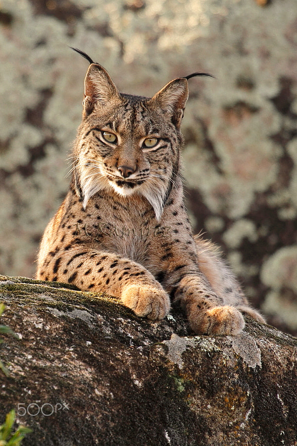 LINX PARDINUS by Manuel Ramírez Muñoz / 500px