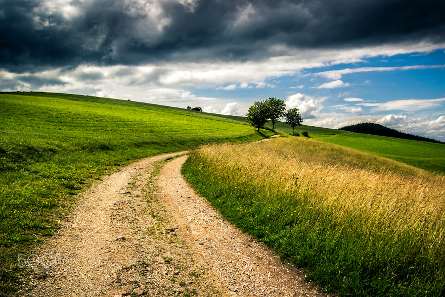 three trees in a simple landscape by Christoph Schöter / 500px