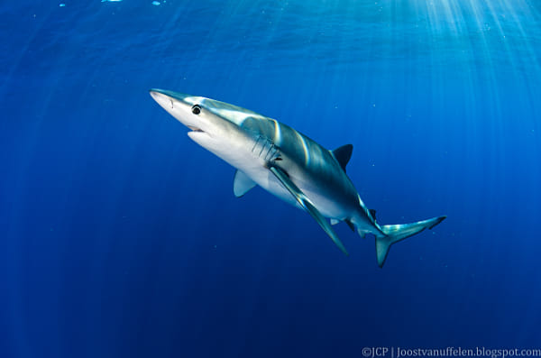 Ocean roamer by Joost van Uffelen | 500px
