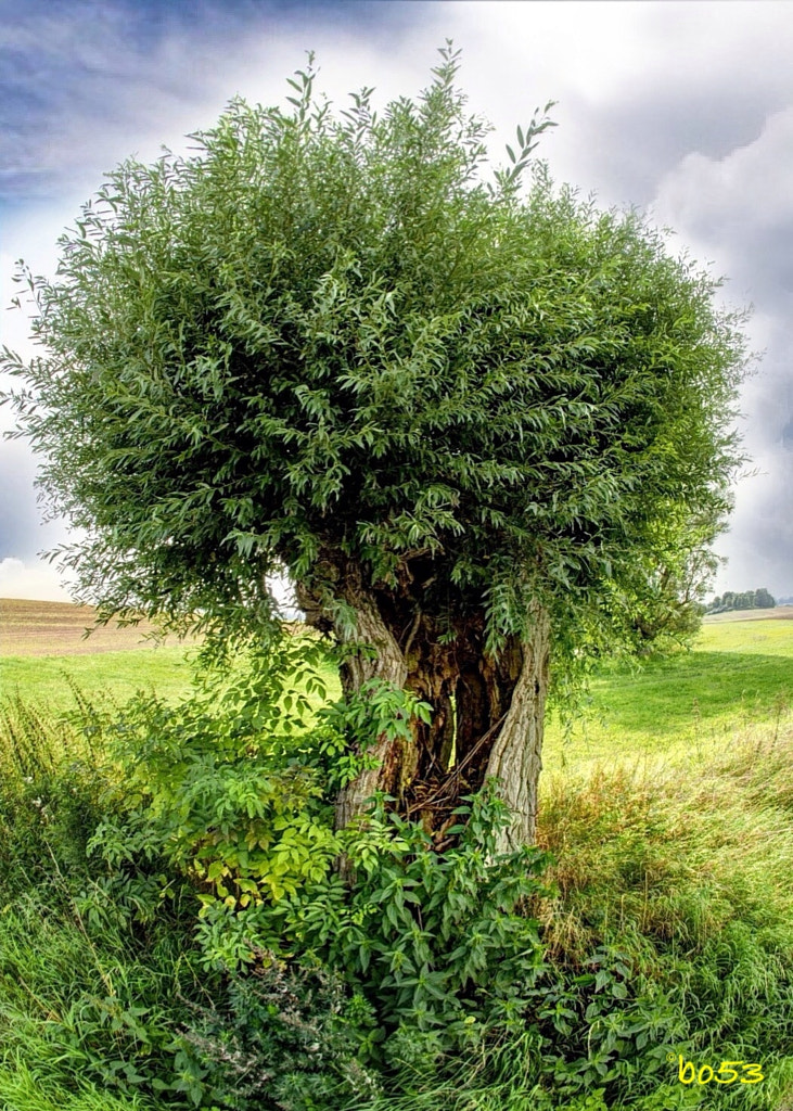 Old willow tree by Bodo-Schmidt-Photography / 500px