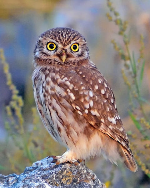 Little Owl by Young Sung Bae | 500px