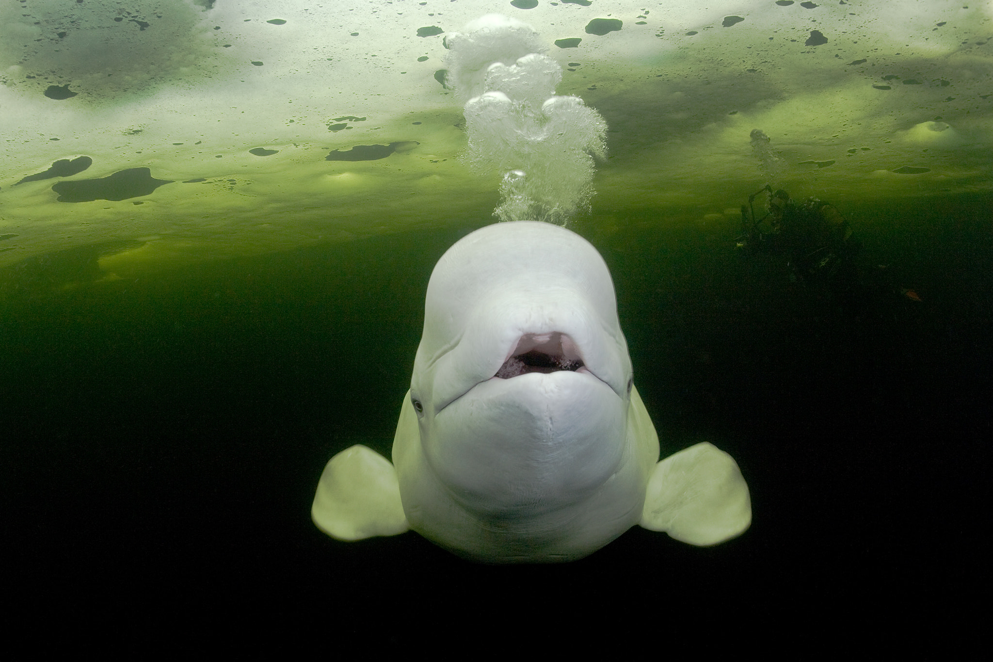 Beluga whales, Delphinapterus leucas swimming under ice and exhaling ...