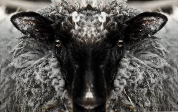 Evil Sheep by Felix Althaus | 500px