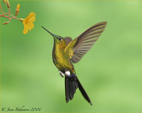 Sapphire-vented Puffleg by Juan Bahamon | 500px
