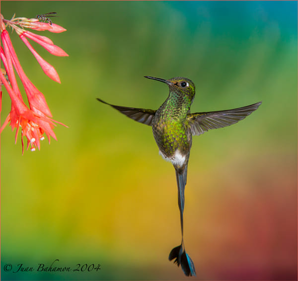 Booted Racket-tail by Juan Bahamon | 500px