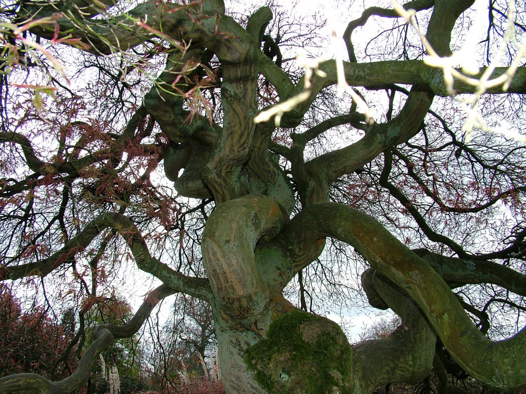 Old tree in Wakehurst Place Royal Botanic Gardens by Csaba Molnar, PhD ...