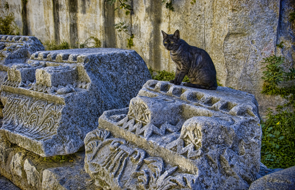 Cats of the World by Alex Brownstein | 500px