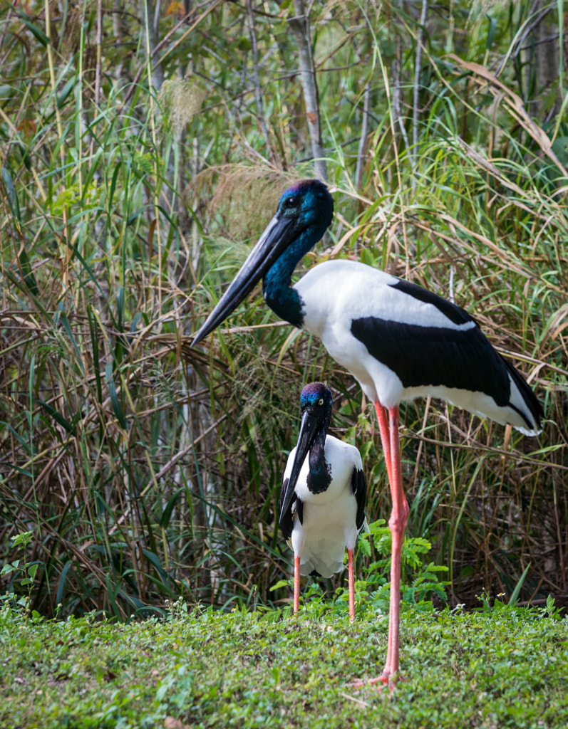 Rare Bird - Black Neck Stork by Robin Greenbaum / 500px