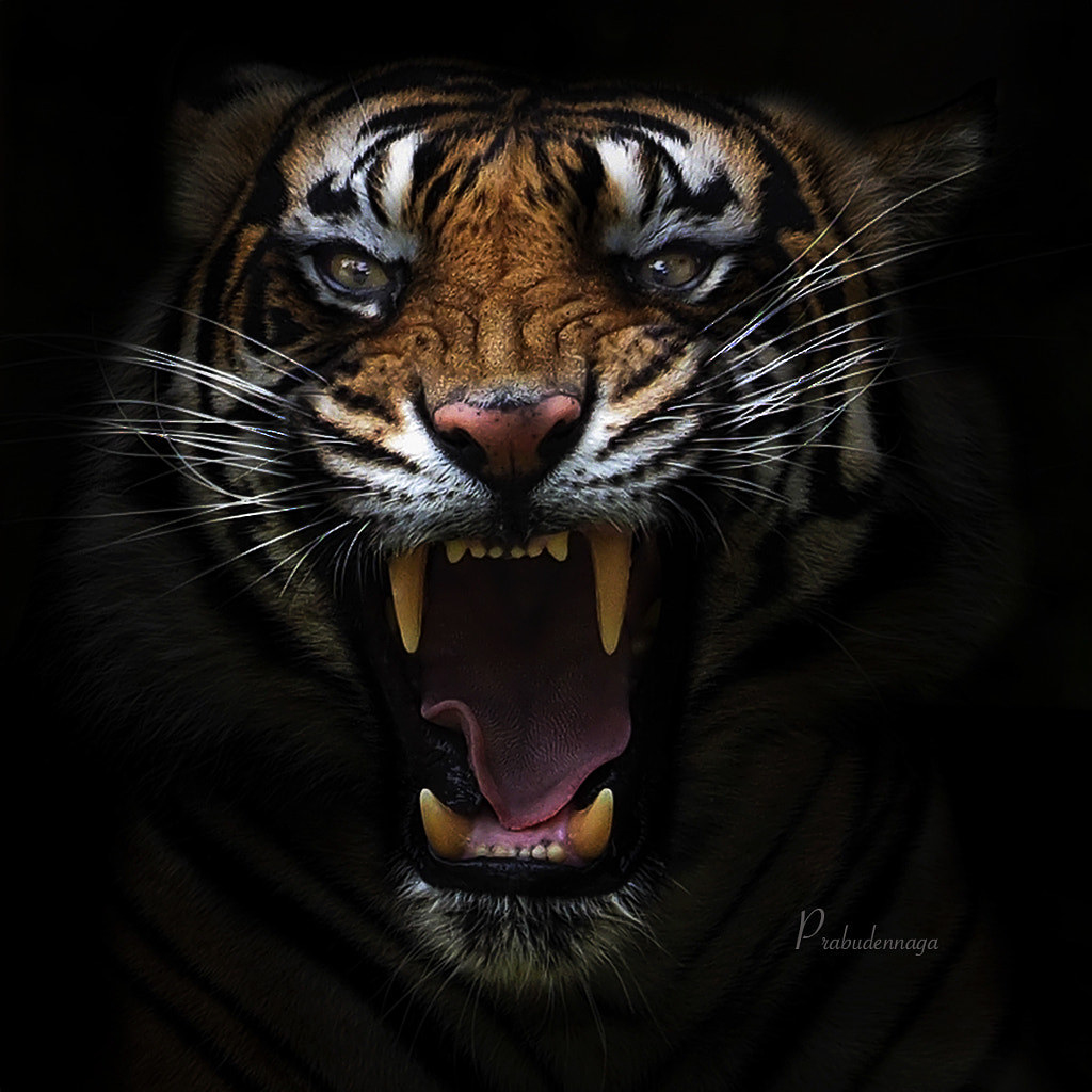 Angry Tiger by Prabu dennaga / 500px