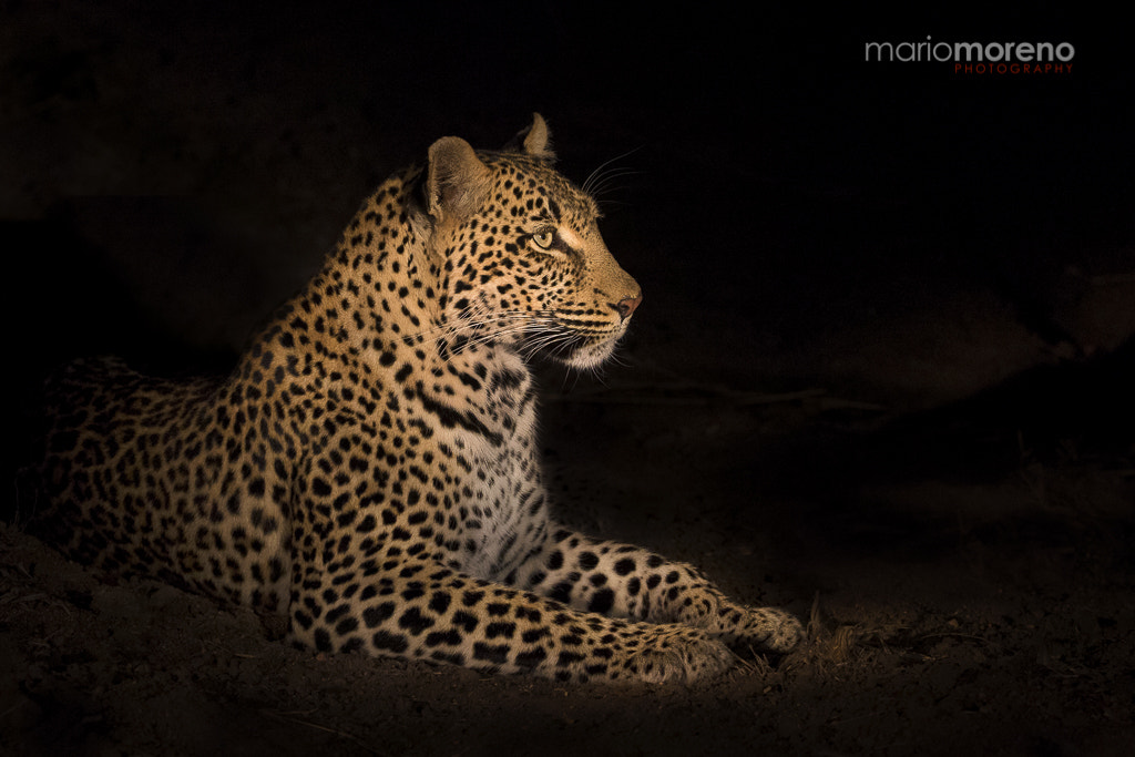 Leopard in The Night by Mario Moreno / 500px