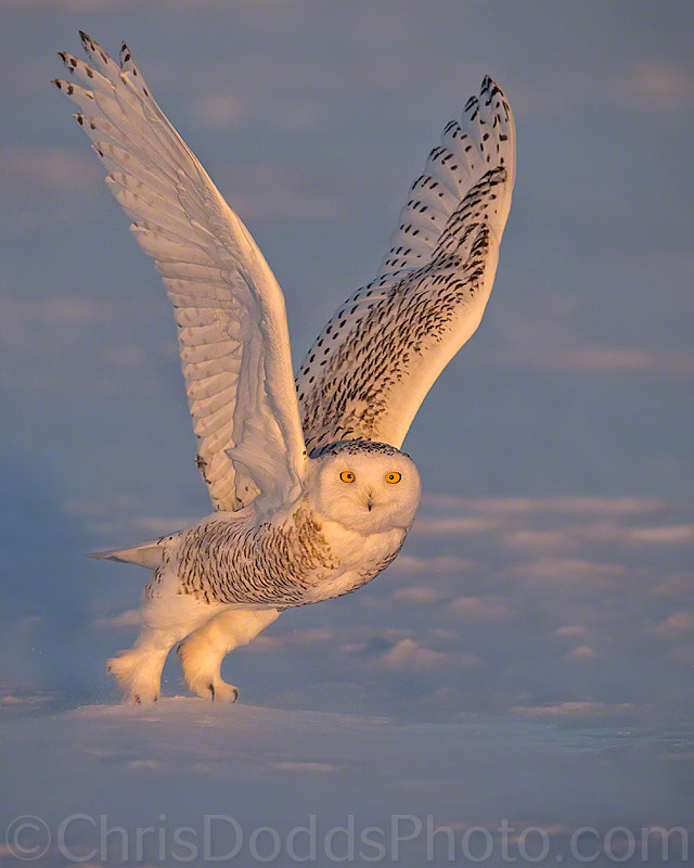 Snowy Owl @ Sunset by Christopher Dodds / 500px