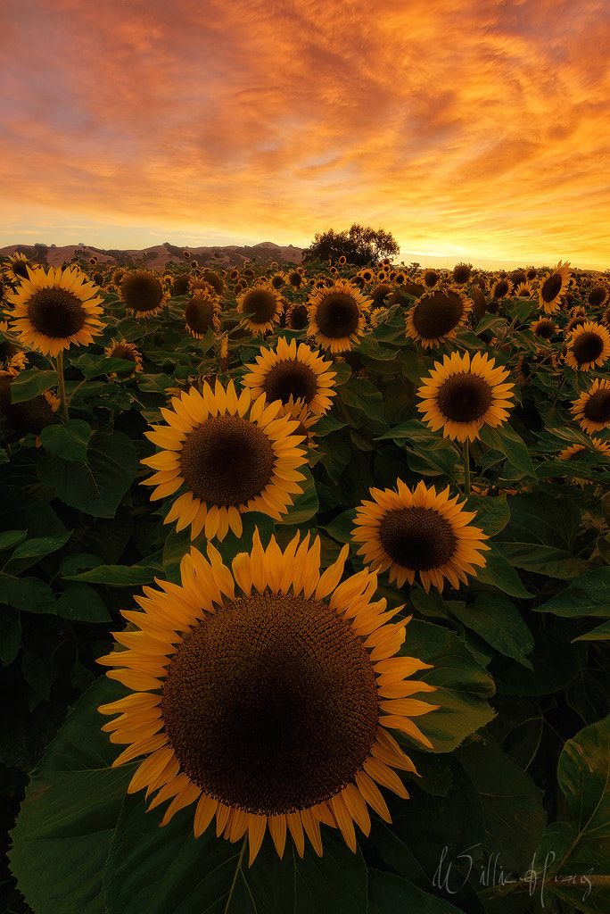 Helios Rising by Willie Huang / 500px