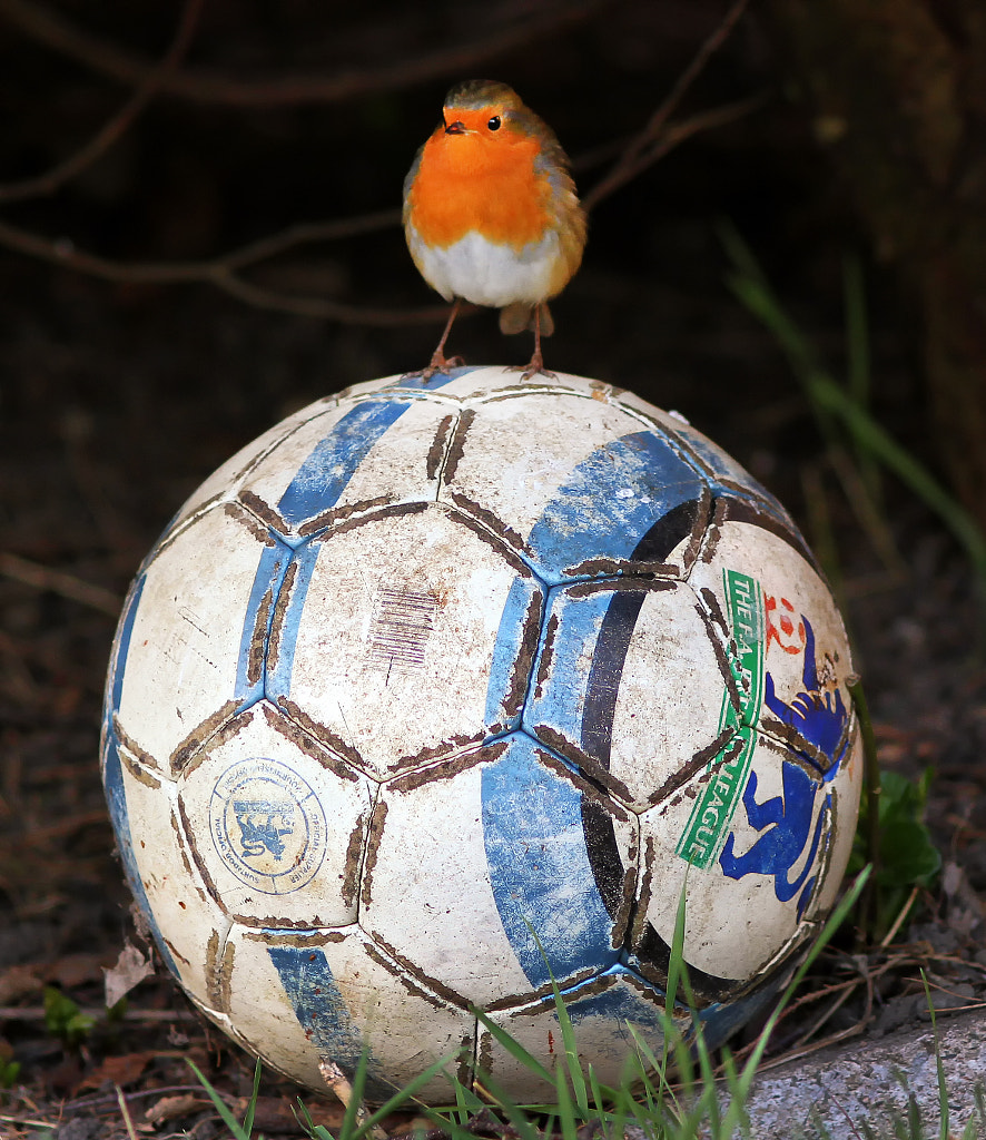 Robin on ball by Lewis Outing / 500px