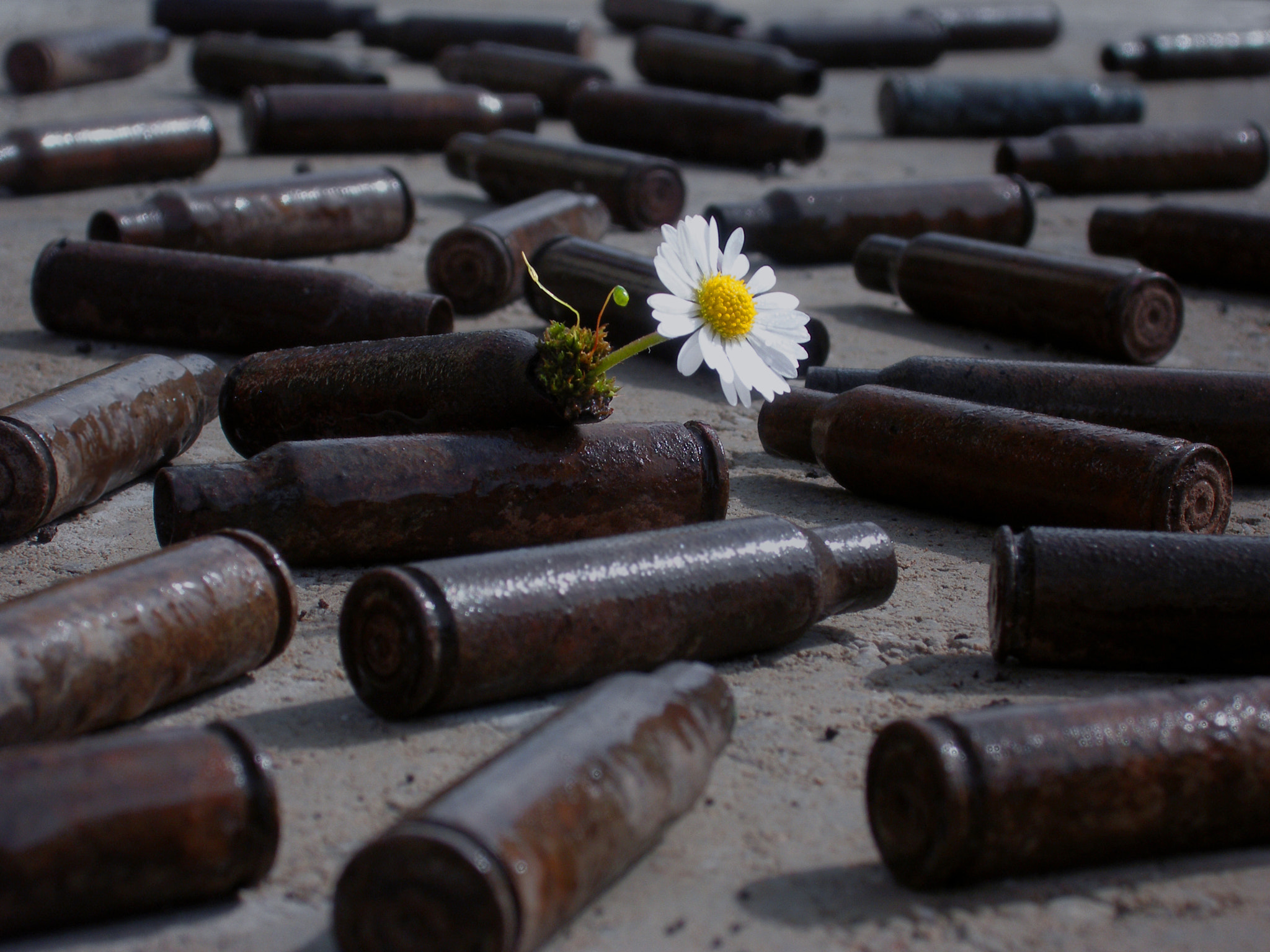 Daisy growing out of an empty bullet by Markus Gebauer Photography / 500px