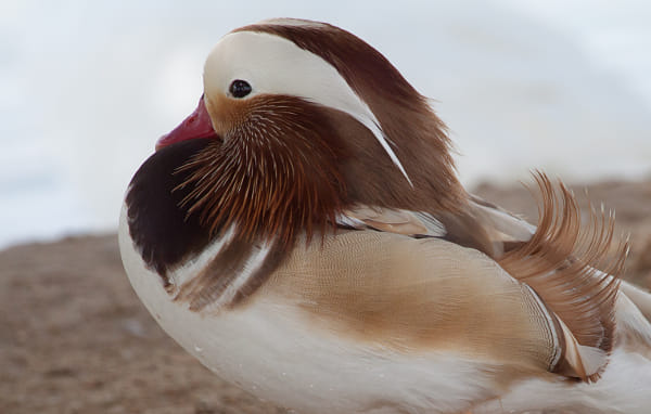 Mandarin Duck by Desmond Lobo | 500px