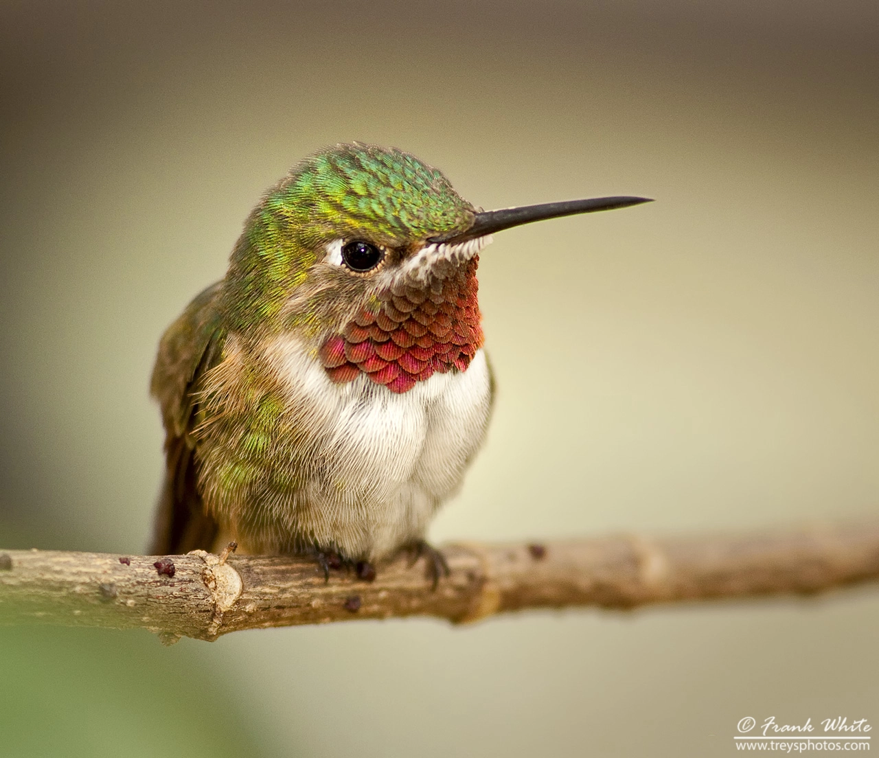 Ruby Throated Hummingbird by Trey White / 500px