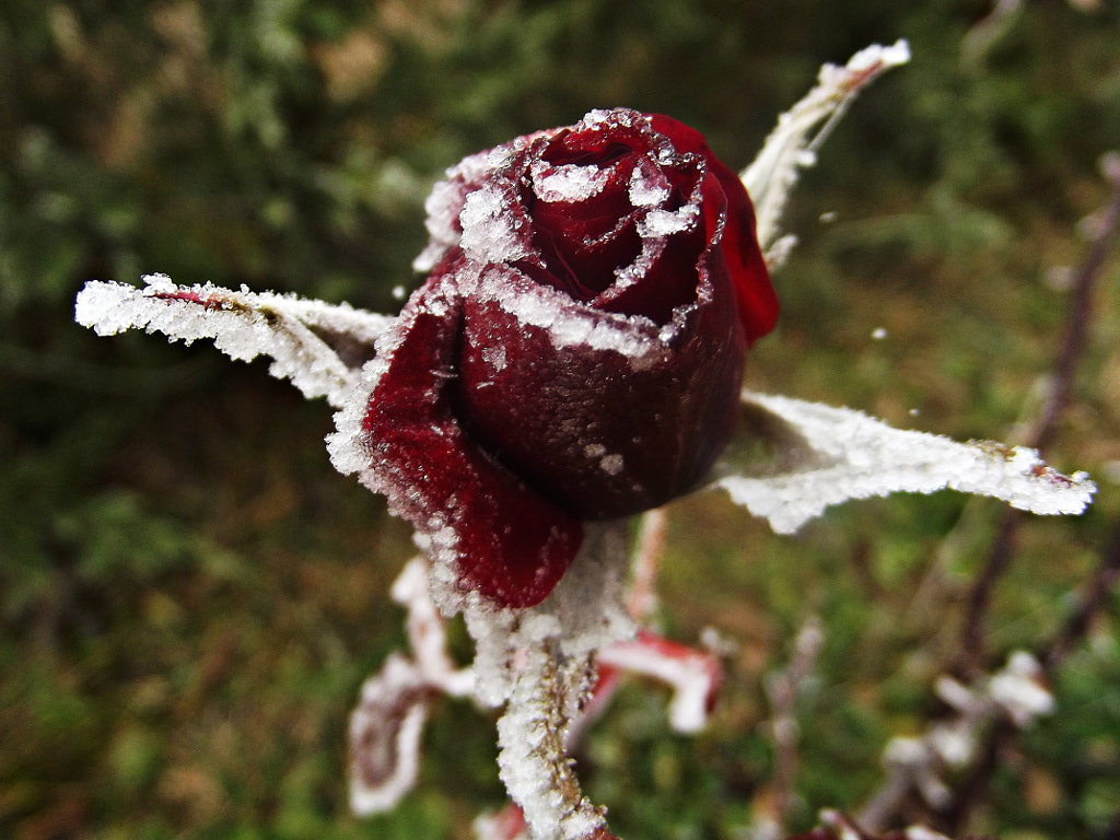 Iced rose by Byanca / 500px