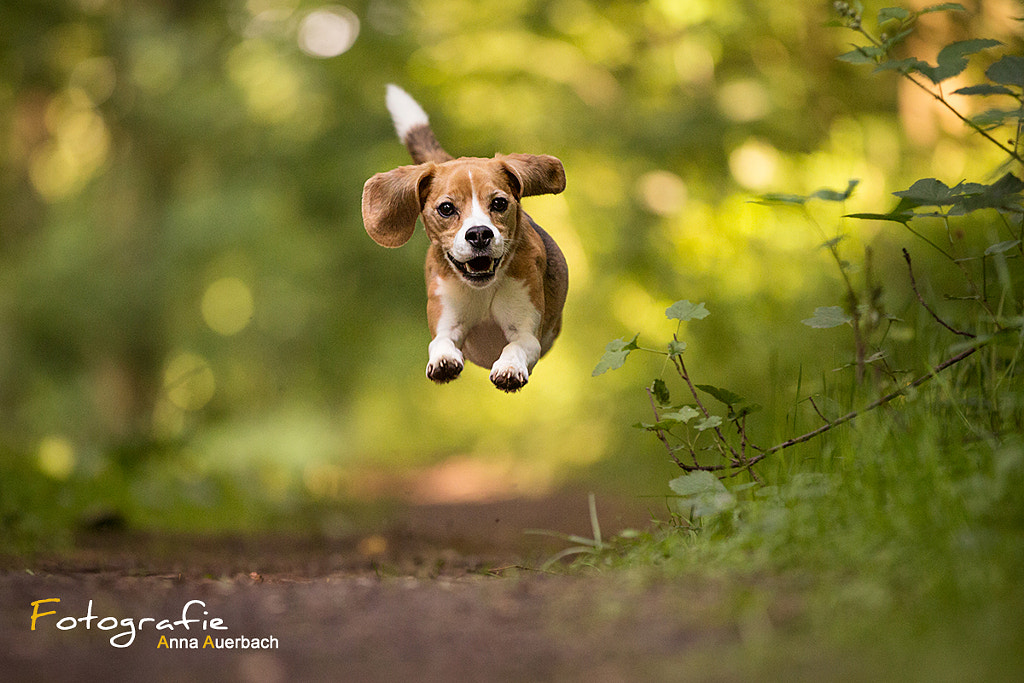 Flying Beagle by Anna Auerbach / 500px