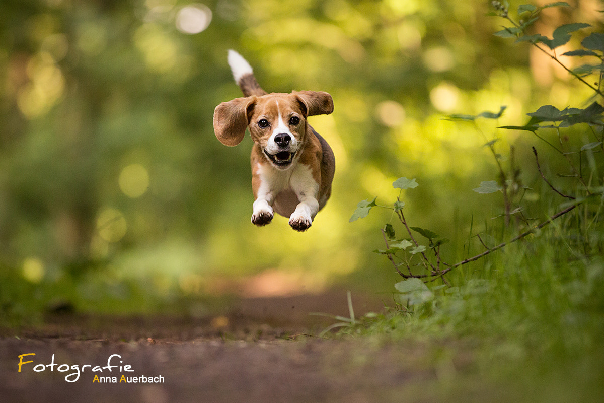 Flying Beagle by Anna Auerbach / 500px