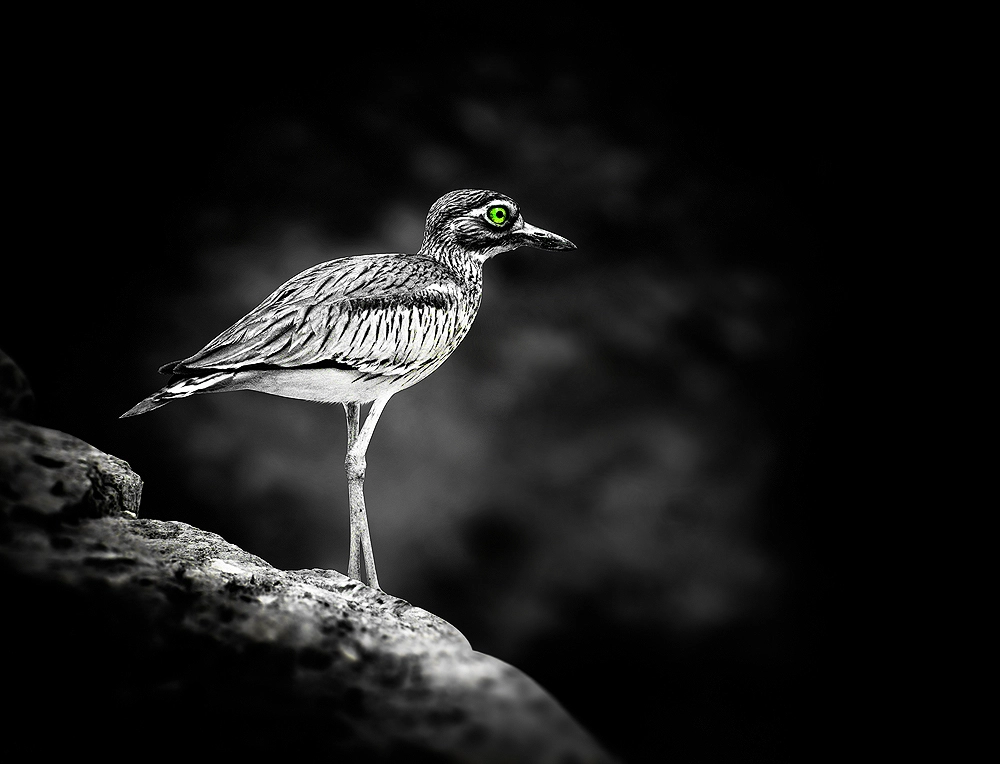 Eurasian Stone-curlew (Full body) by Smash Khaled | 500px