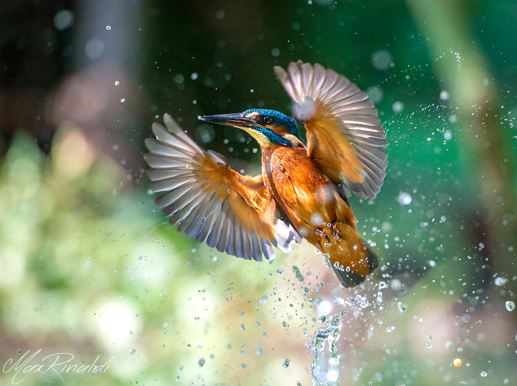 Excellent by Aki | 500px
