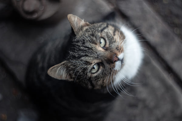 Cat by Goran Matejin | 500px