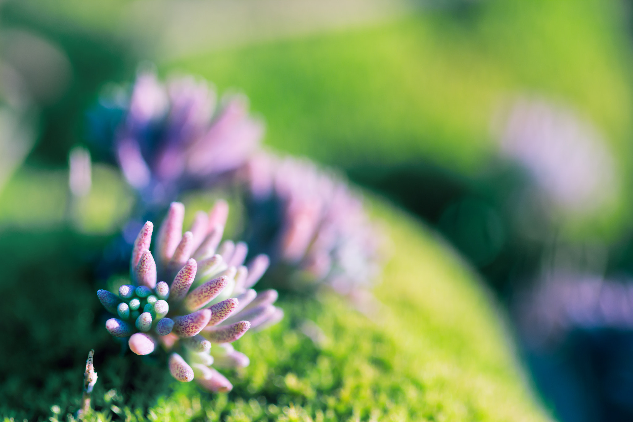Purple plant on moss field by Slobodan Kunevski / 500px