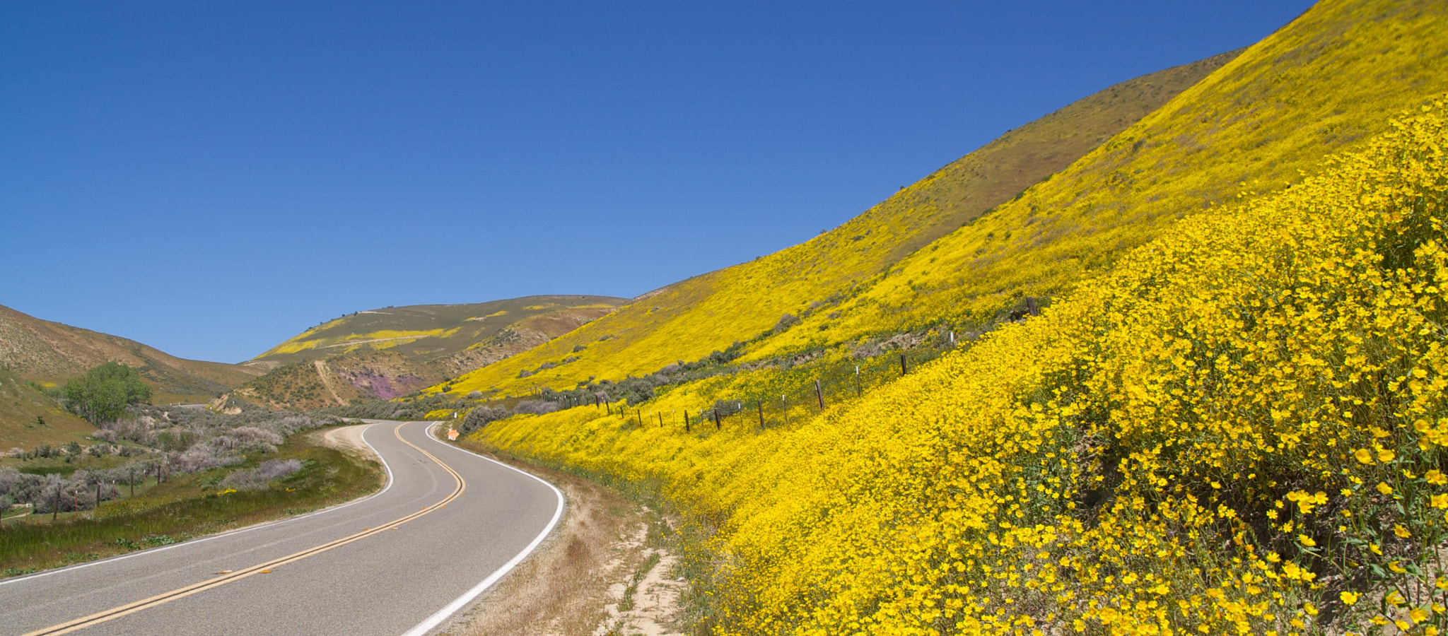 Winding Road Surrounded by Wild Flowers by Declan Fleming / 500px