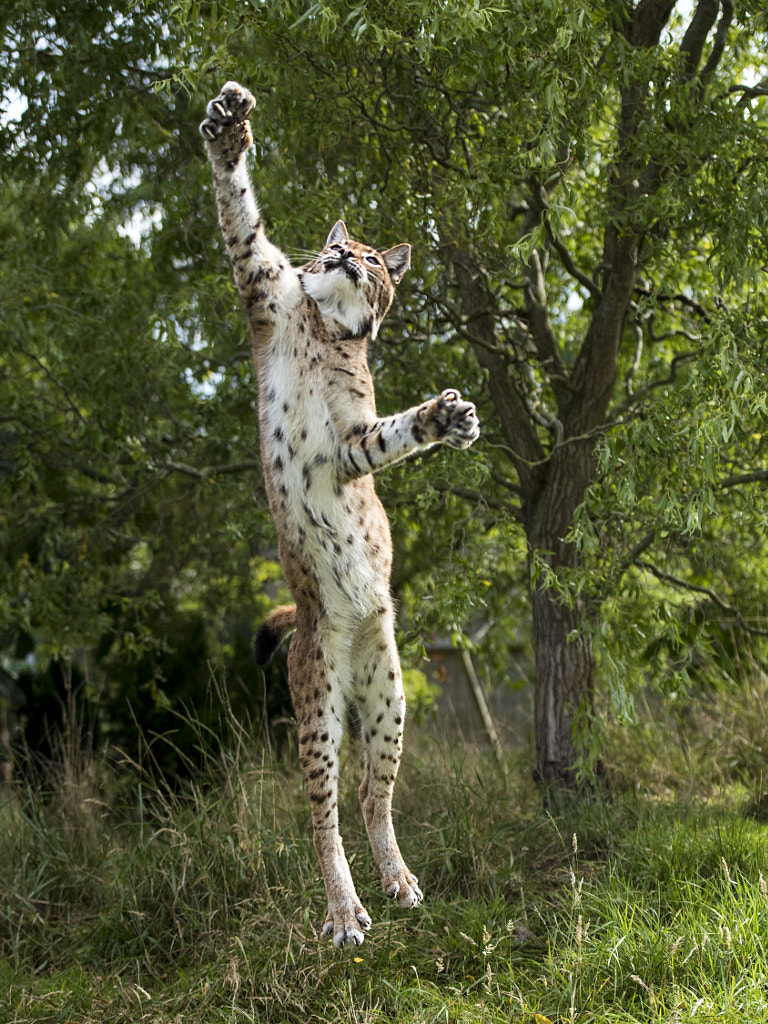 Bobcat Series by Colin Langford / 500px
