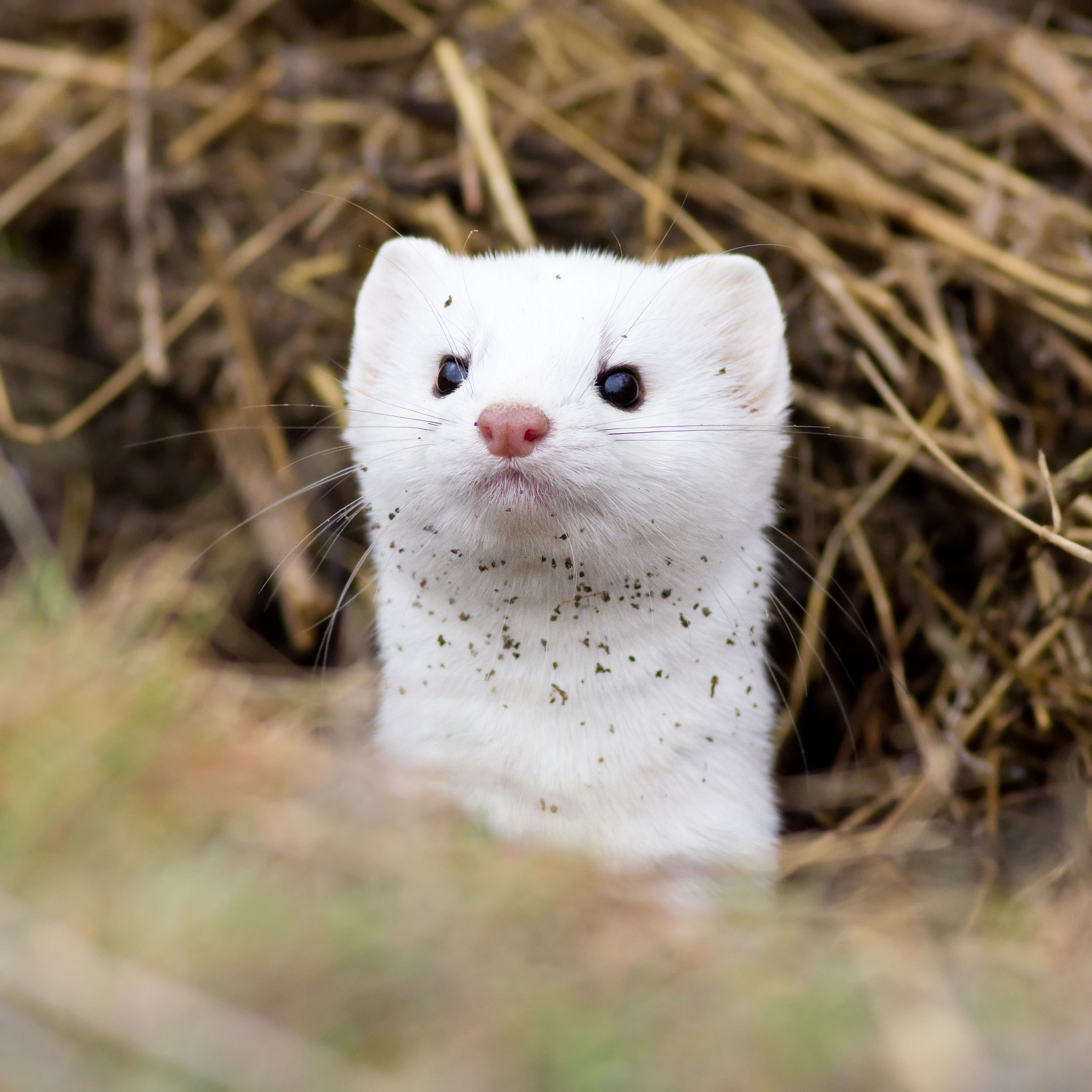 Long-tailed Weasel (Ermine) by Mark Summers - Photo 959309 / 500px