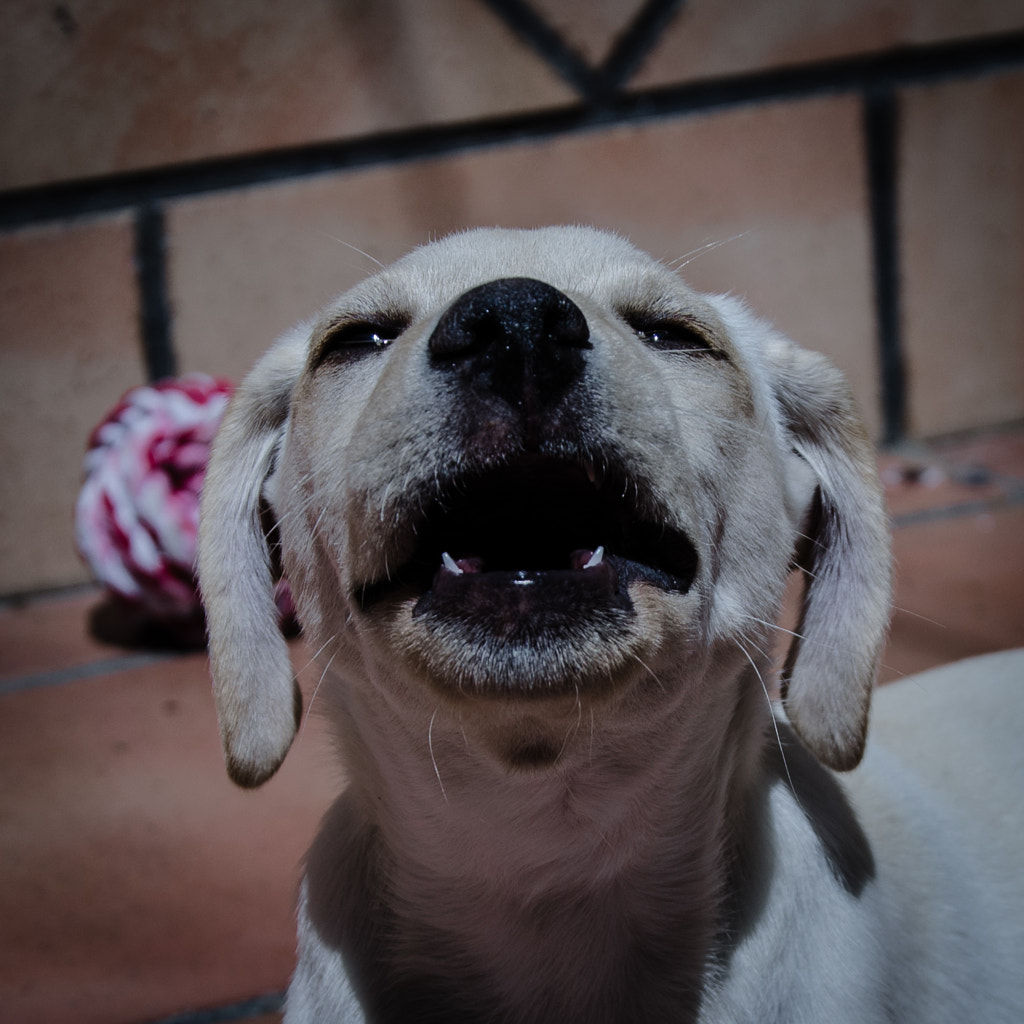 Layla by Antonio Jesús Castillo Cotan / 500px