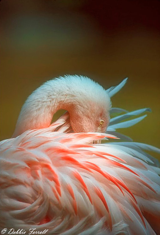 Flamingo by Debbie Ferrell / 500px