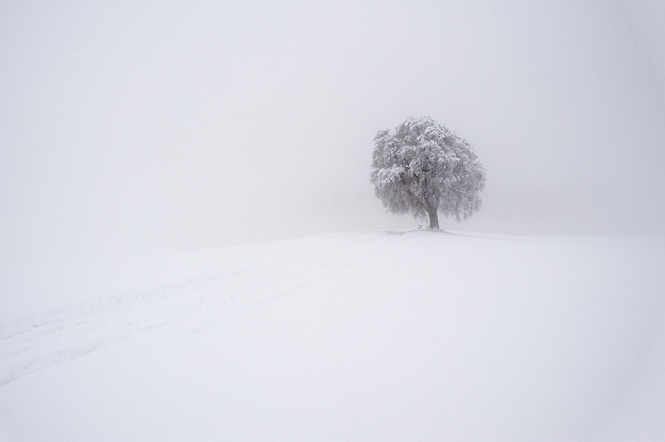 Swiss tree in swiss snow by christine caron / 500px