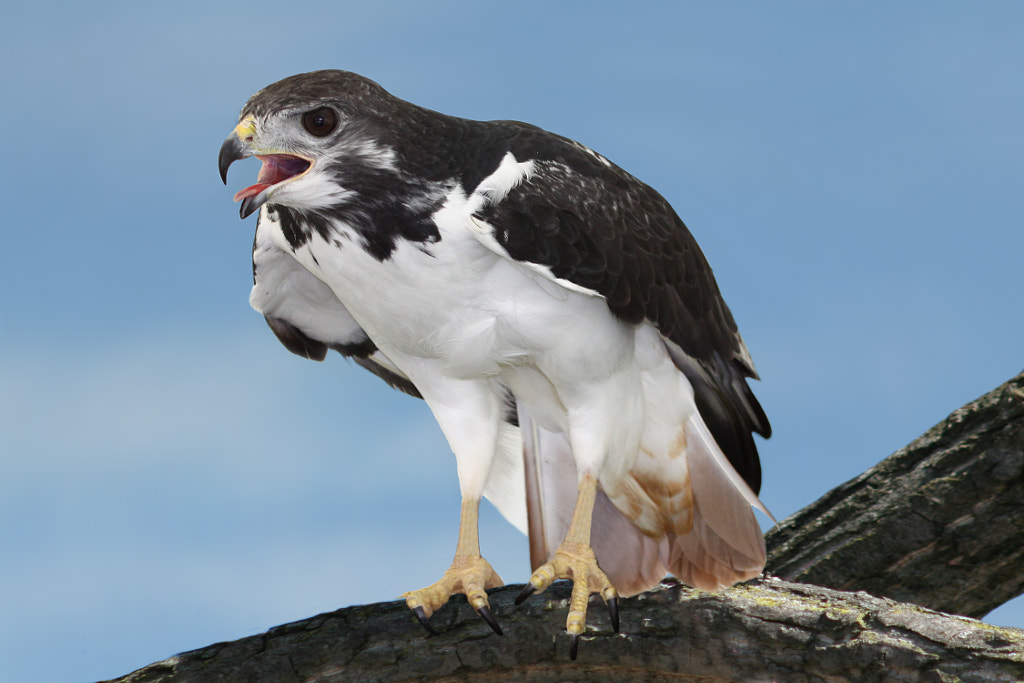 African Auger Hawk by Mike Bowen / 500px