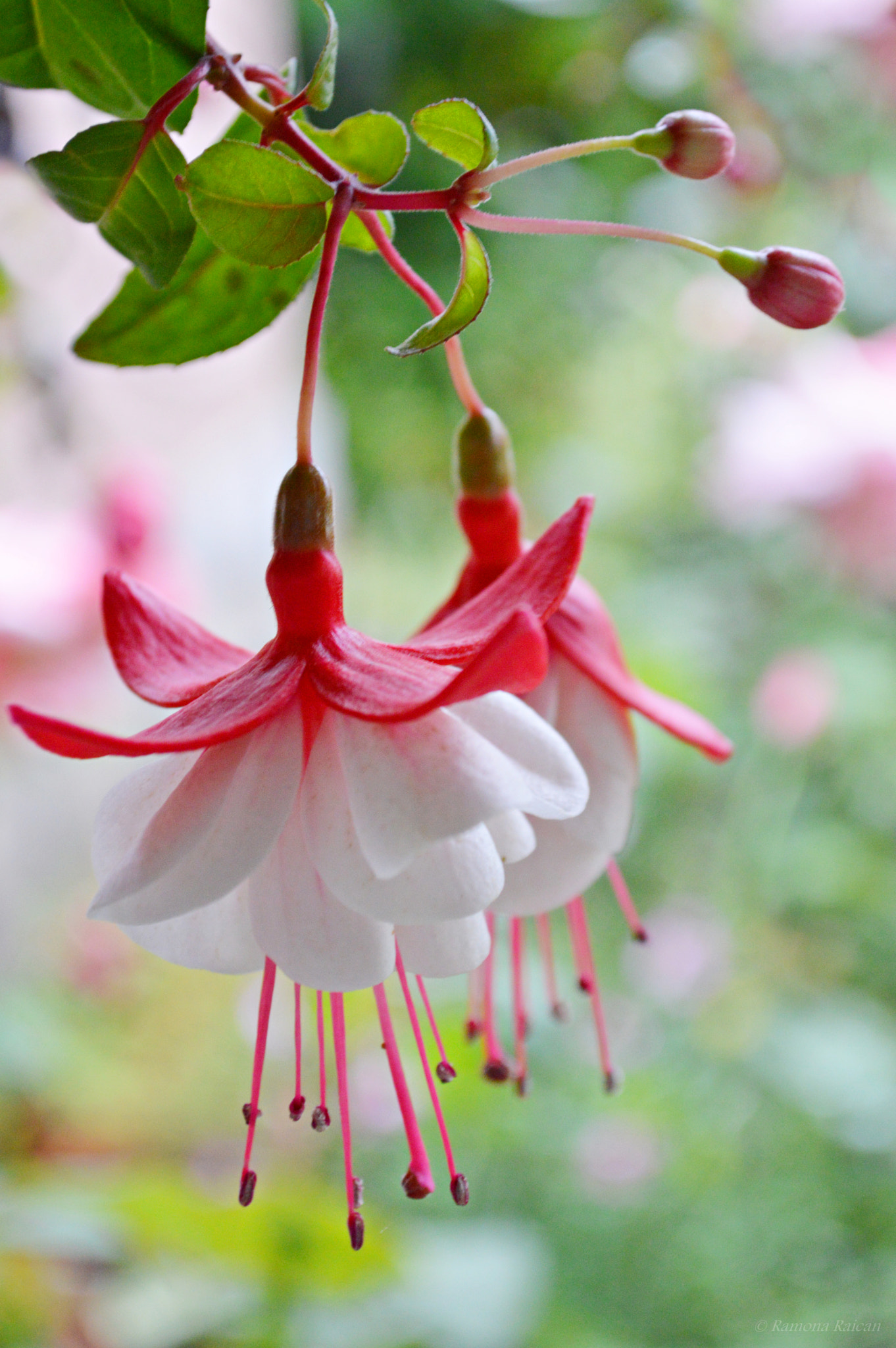 Lovely Fuchsia by Ramona Răican - Photo 96528419 / 500px