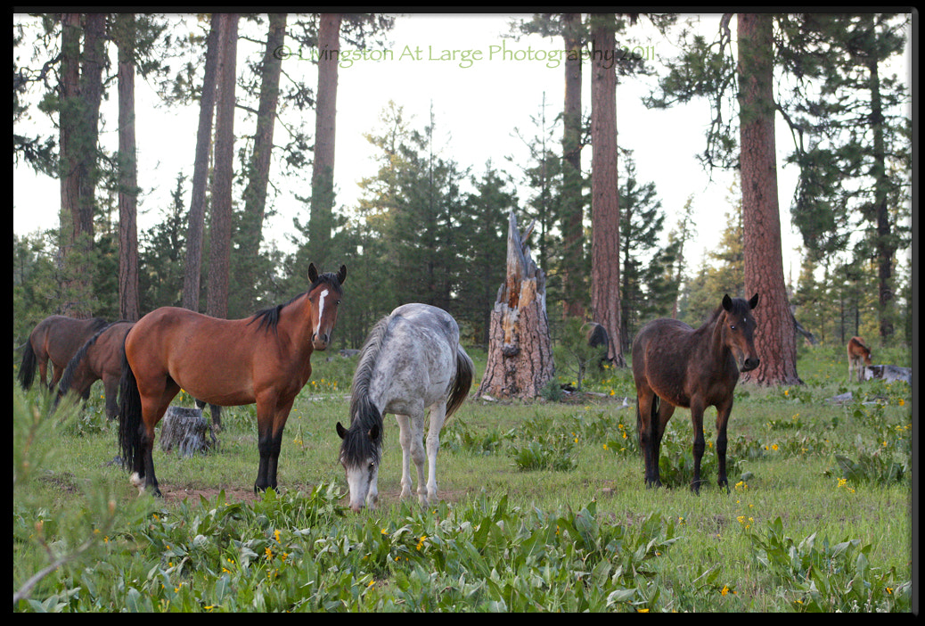 The Wild Horses Of The Ochocos by Ginger Sanders / 500px