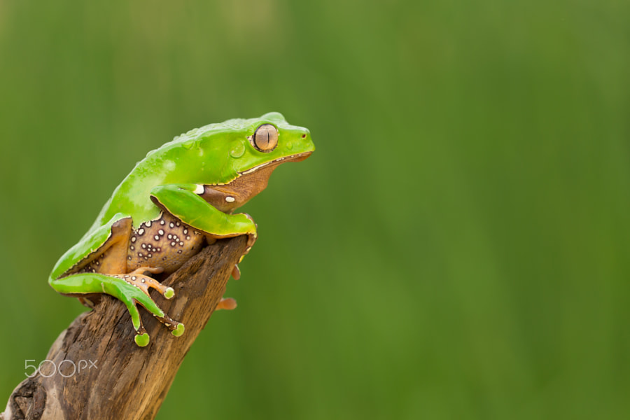Giant Leaf Frog by Milan Zygmunt / 500px