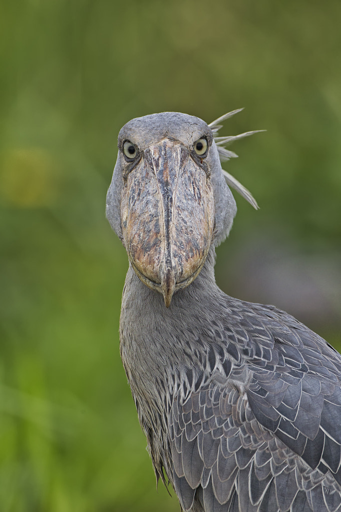 Shoebill "Stork" by Ken Watkins / 500px