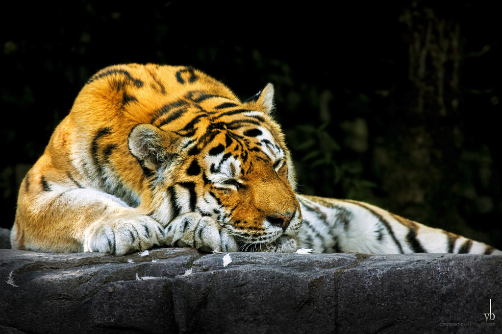 Tired Tiger by y b / 500px